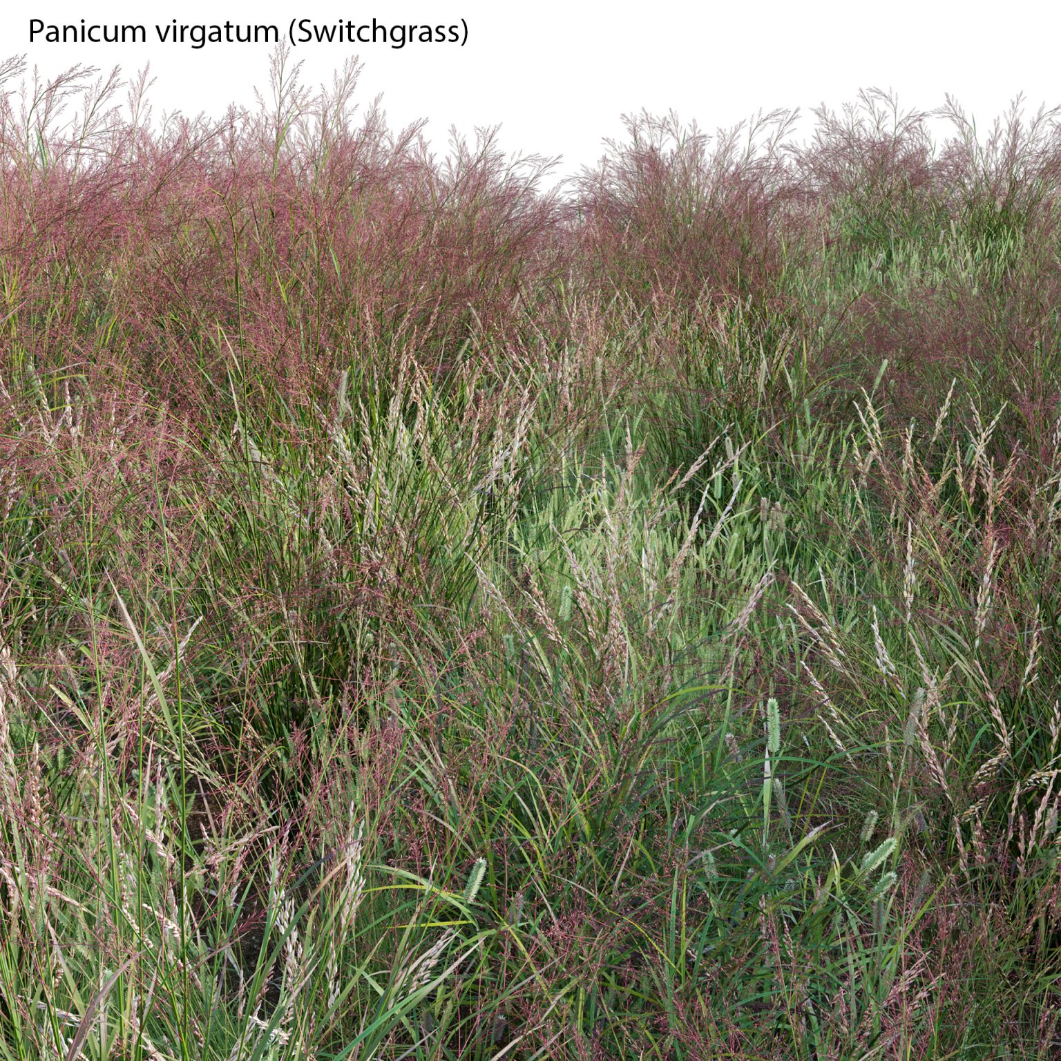 Panicum virgatum - Switchgrass (3D Model) - 3DTree