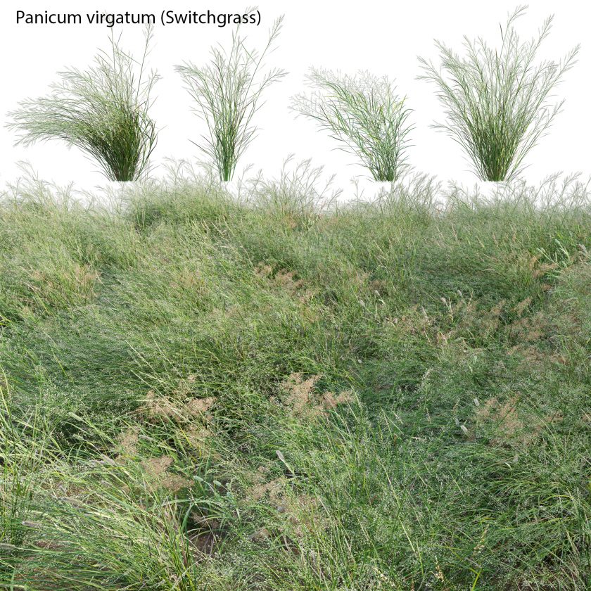 Panicum virgatum - Switchgrass 02 (3D Model) - 3DTree