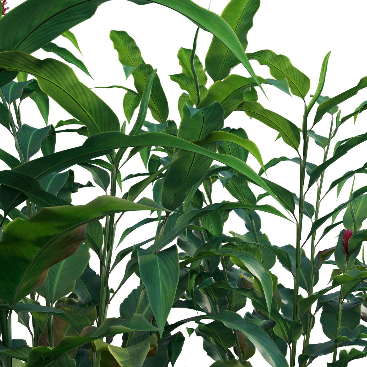 Alpinia Purpurata - Red Ginger 02 (3D model) - 3DTree