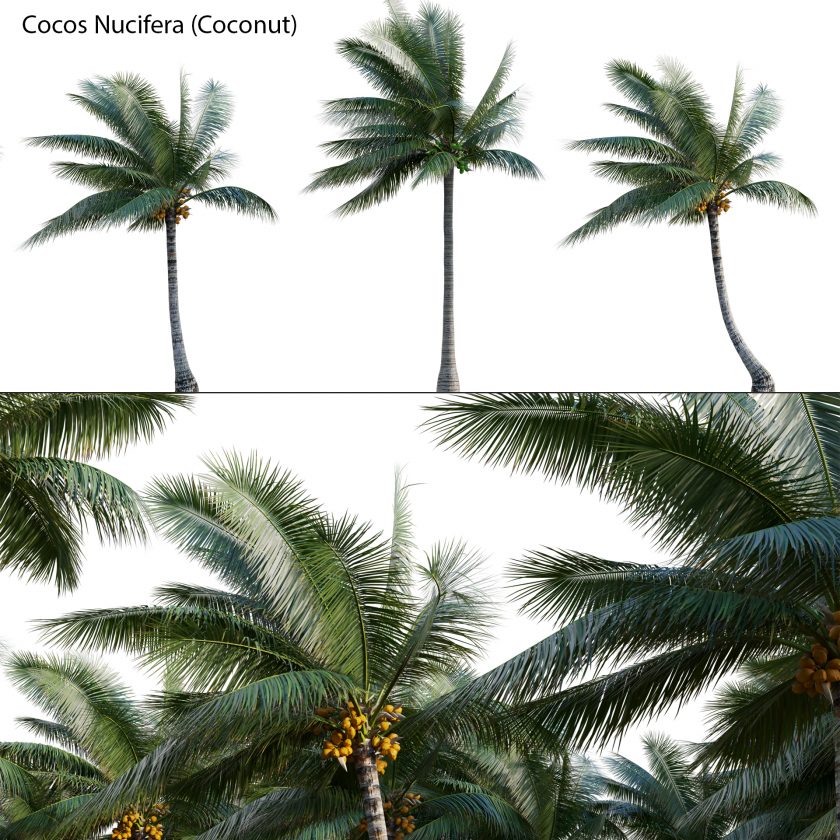 Cocos nucifera - Coconut 06 (3D model) - 3DTree