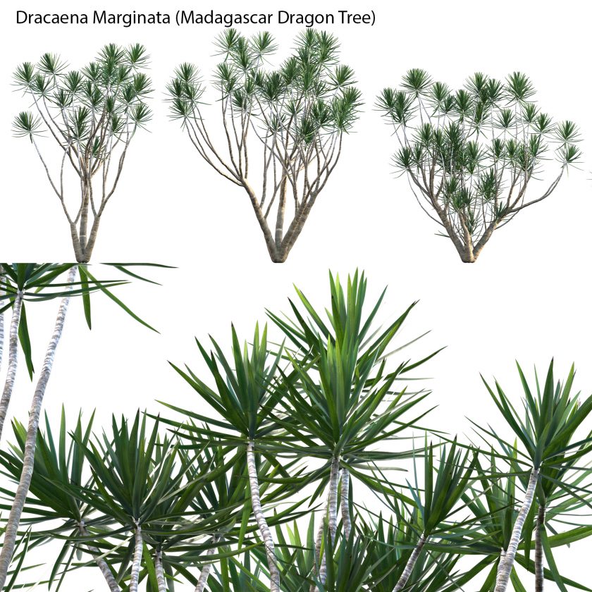 Dracaena Marginata - Madagascar Dragon Tree (3D model) - 3DTree