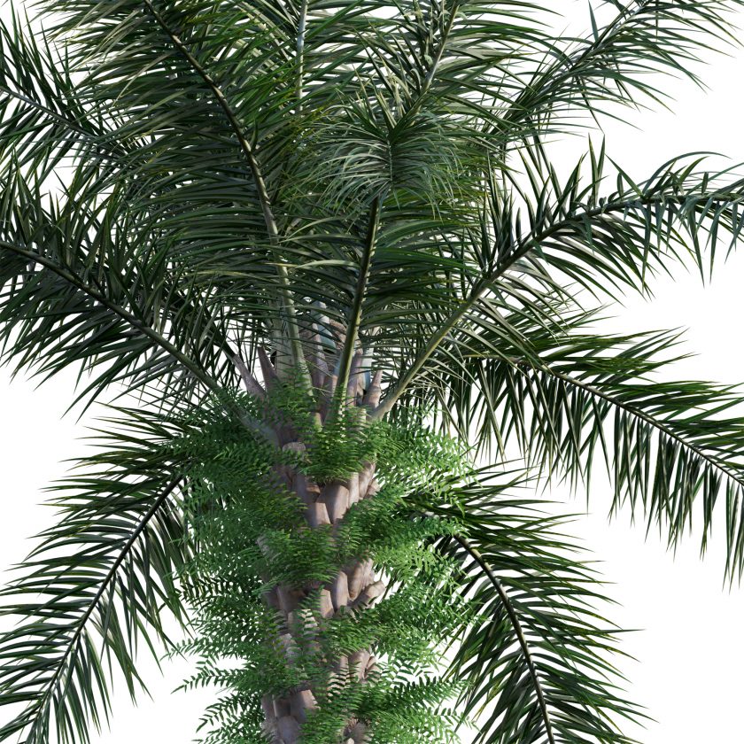 Elaeis guineensis - African oil palm (3D model) - 3DTree