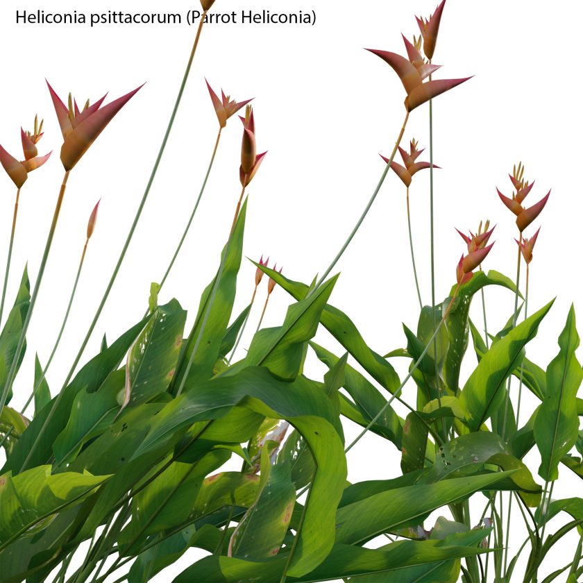 Heliconia psittacorum - Parrot Heliconia (3D model) - 3DTree