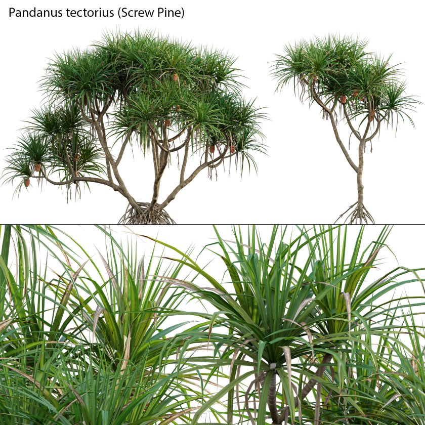 Pandanus tectorius - Screw Pine 02 (3D model) - 3DTree