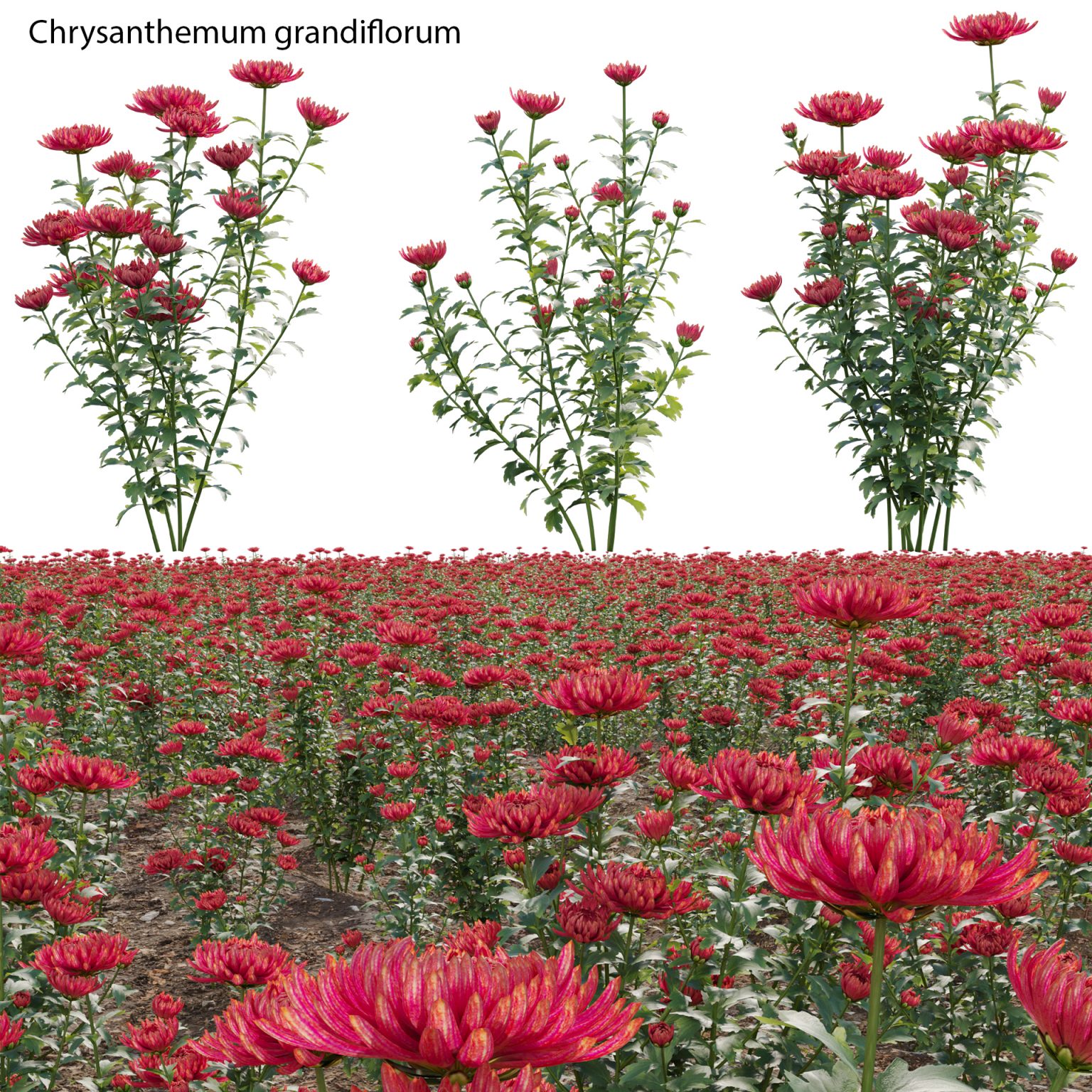 Chrysanthemum grandiflorum 03 (3D model) - 3DTree