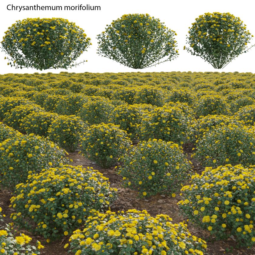 Chrysanthemum morifolium - Cúc mâm xôi 01 (3D model) - 3DTree