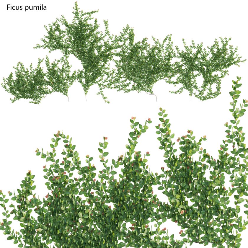 Ficus pumila - Creeping Fig - Climbing fig (3D Model) - 3DTree