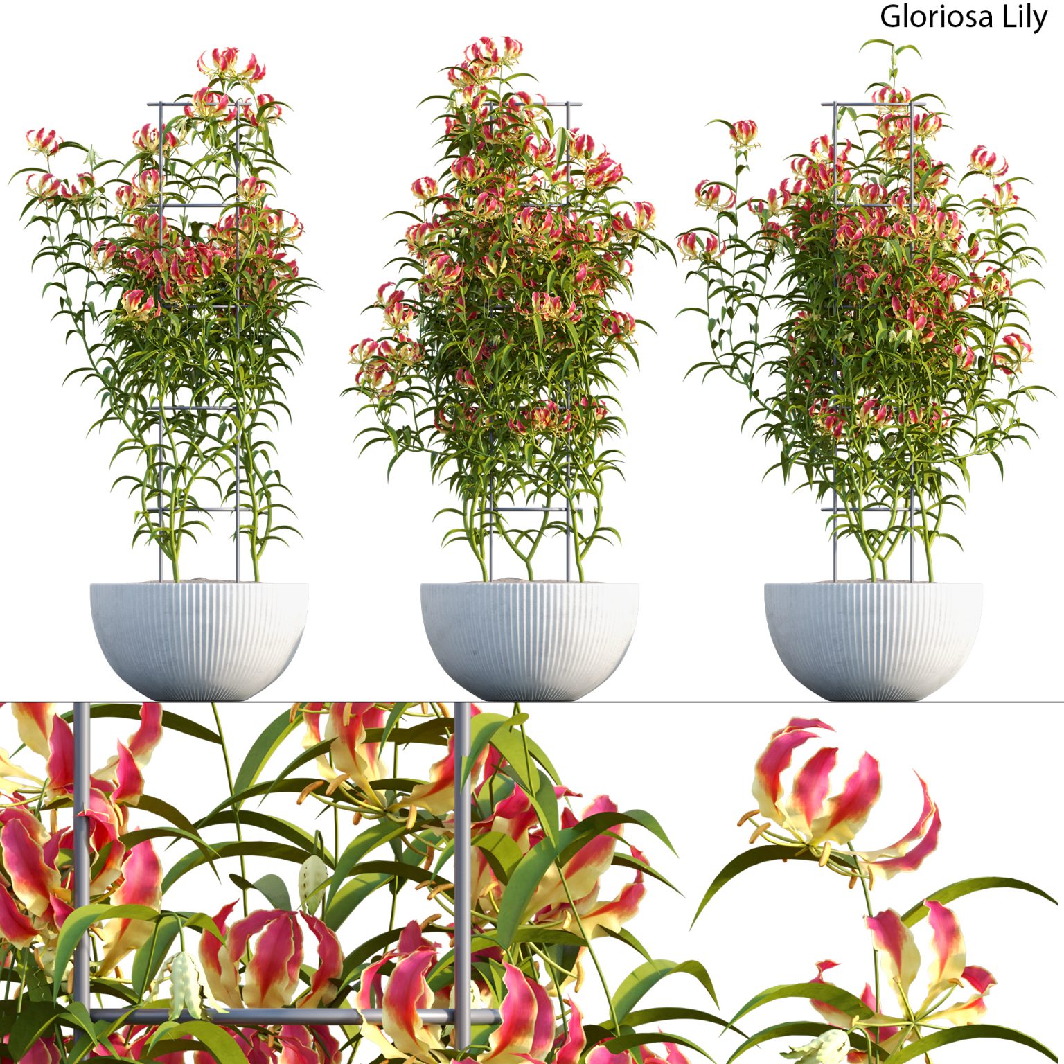Gloriosa Lily - Flame lily - Climbing Lily (3D Model) - 3DTree