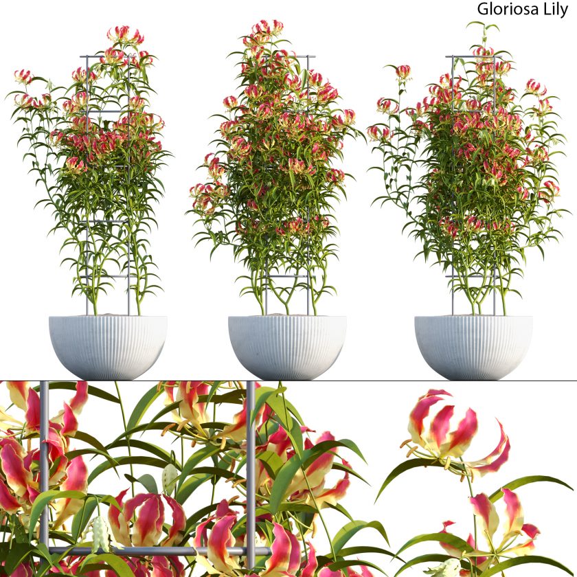 Gloriosa Lily - Flame lily - Climbing Lily (3D Model) - 3DTree