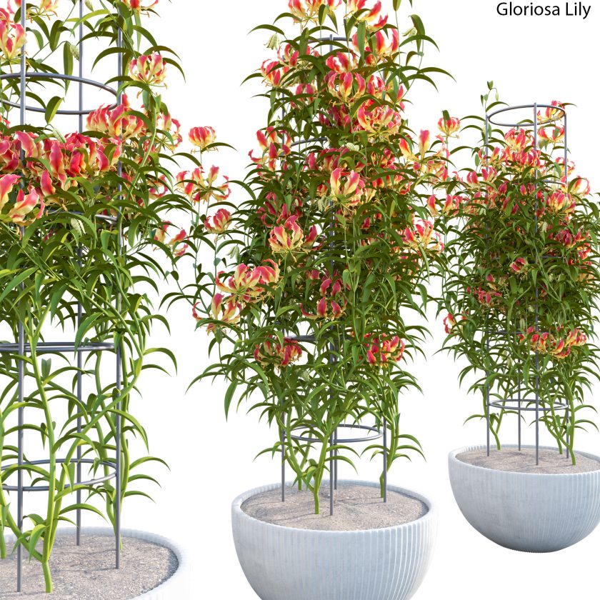 Gloriosa Lily - Flame lily - Climbing Lily (3D Model) - 3DTree