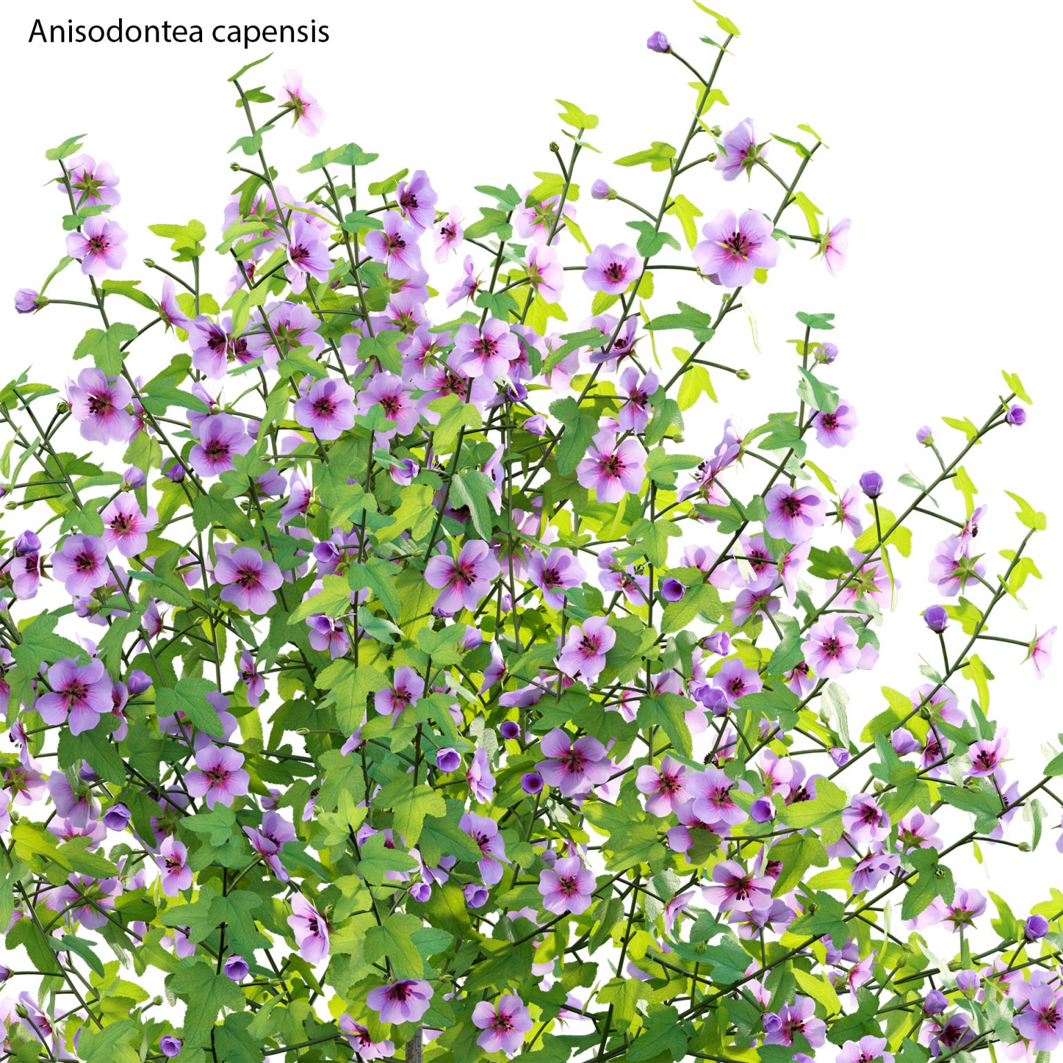 Anisodontea capensis - African Mallow 01 (3D Model) - 3DTree