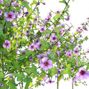 Anisodontea capensis - African Mallow 01 (3D Model) - 3DTree