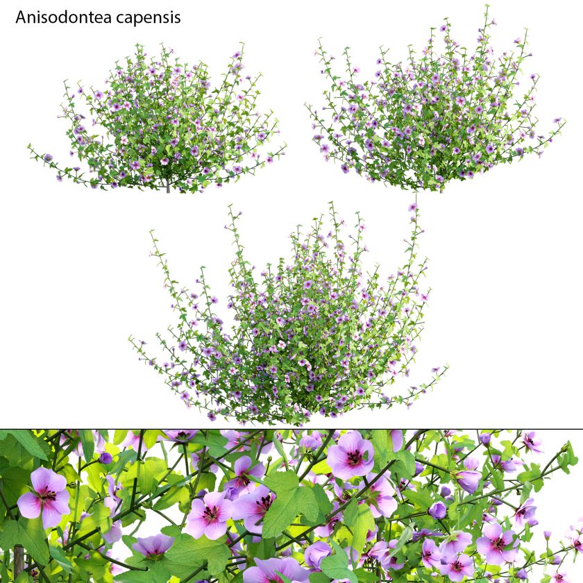 Anisodontea capensis - African Mallow 02 (3D Model) - 3DTree