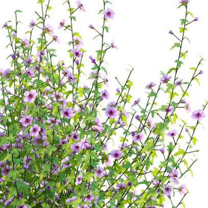 Anisodontea capensis - African Mallow 02 (3D Model) - 3DTree