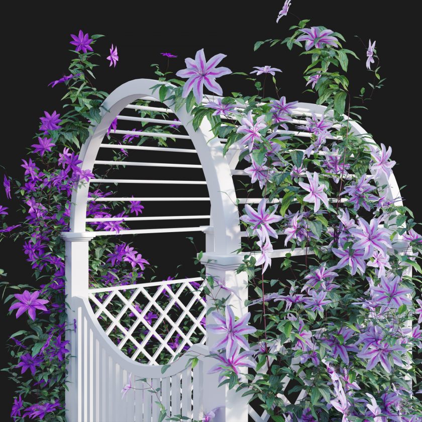 Clematis Aotearoa - Creeper Gate (3D model) - 3DTree