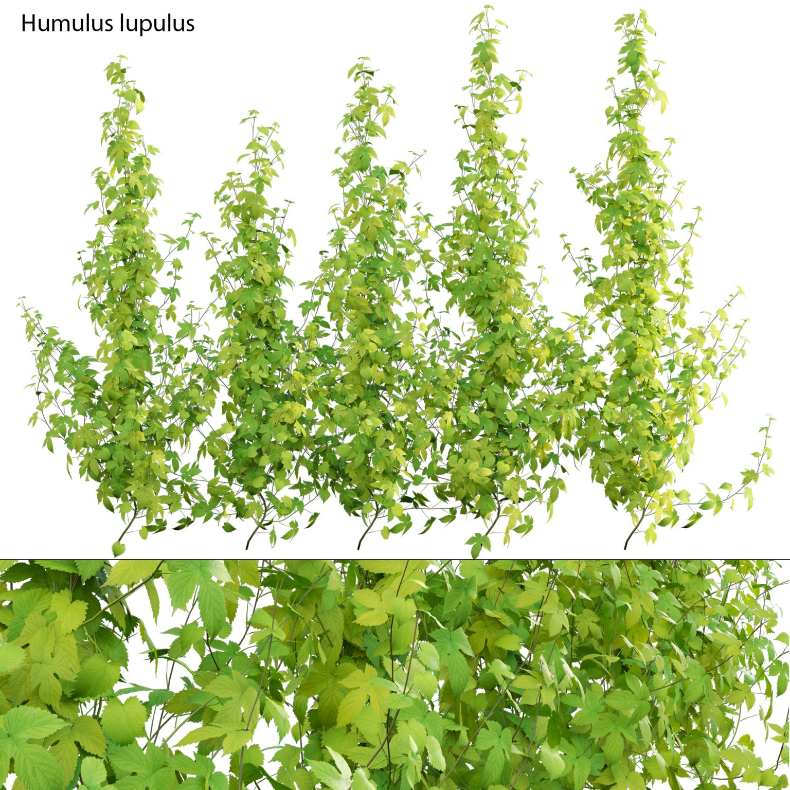 Humulus lupulus - Hops 02 (3D Model) - 3DTree Vines