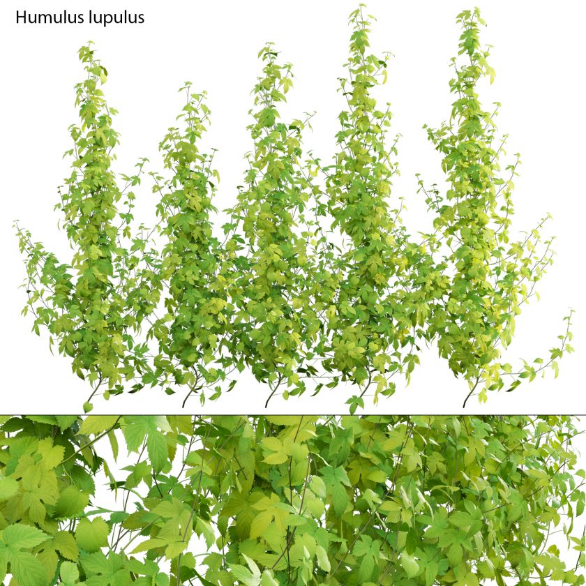 Humulus lupulus - Hops 02 (3D Model) - 3DTree Vines