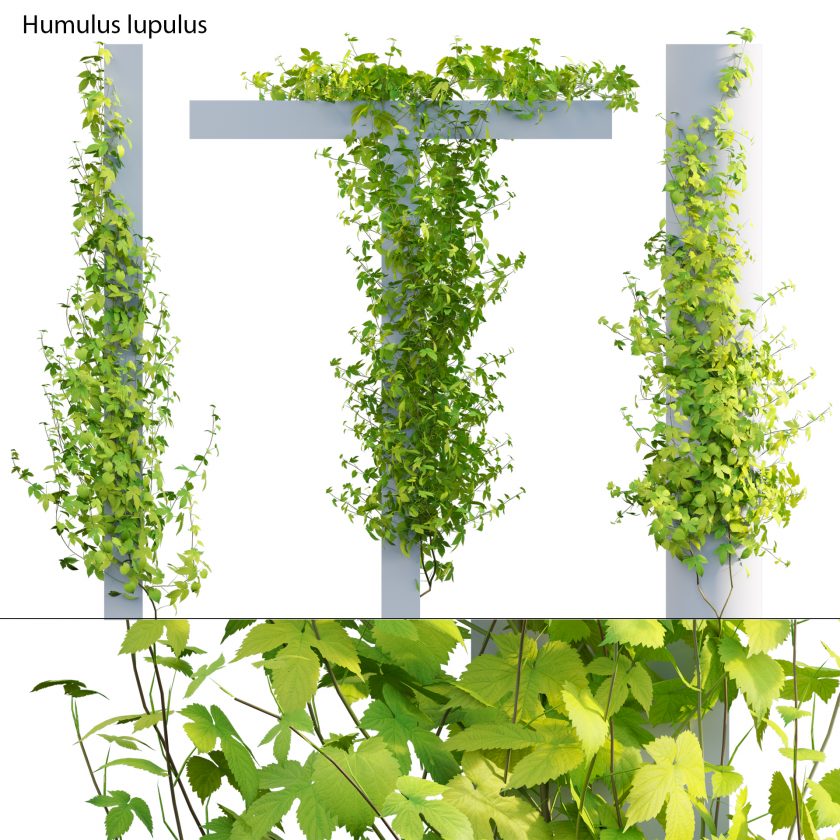 Humulus lupulus - Hops 03 (3D Model) - 3DTree Vines