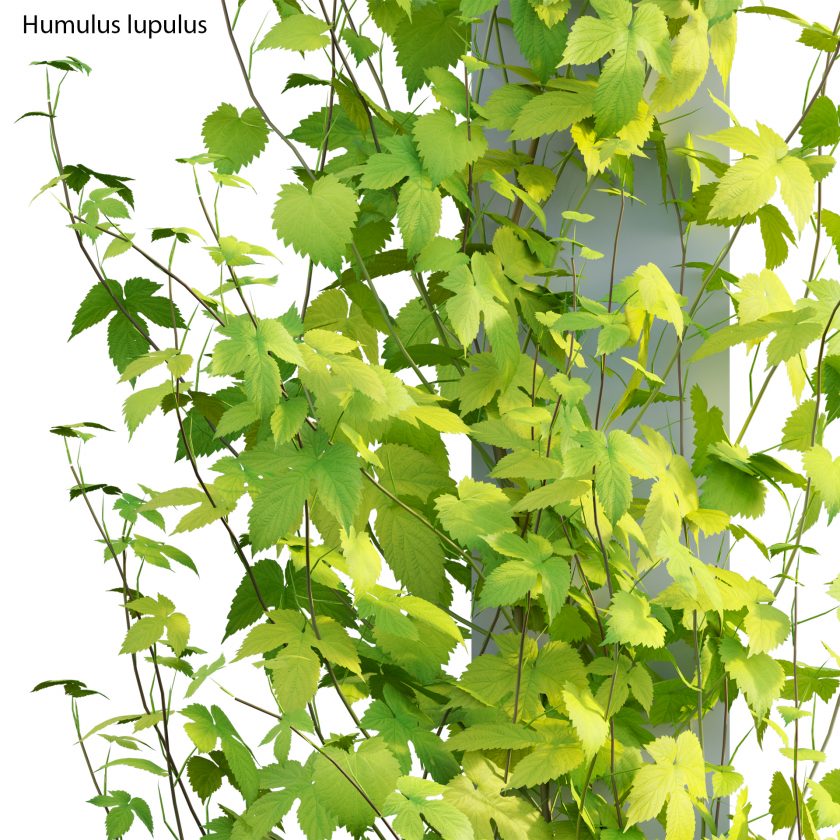 Humulus lupulus - Hops 03 (3D Model) - 3DTree Vines