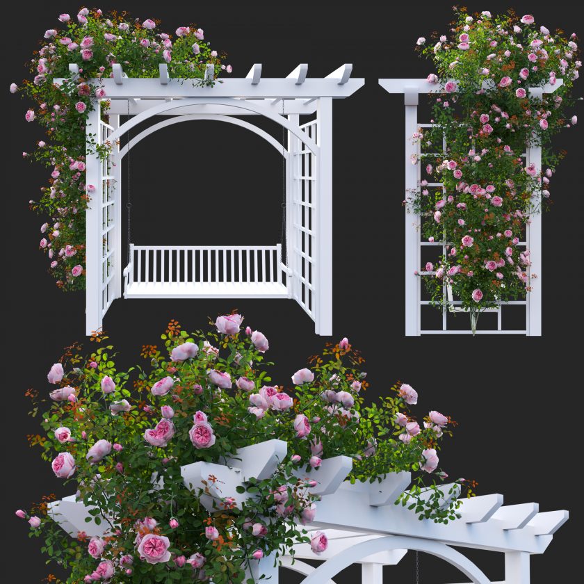 Climbing Rose - Rose Swing (3D model) - 3DTree