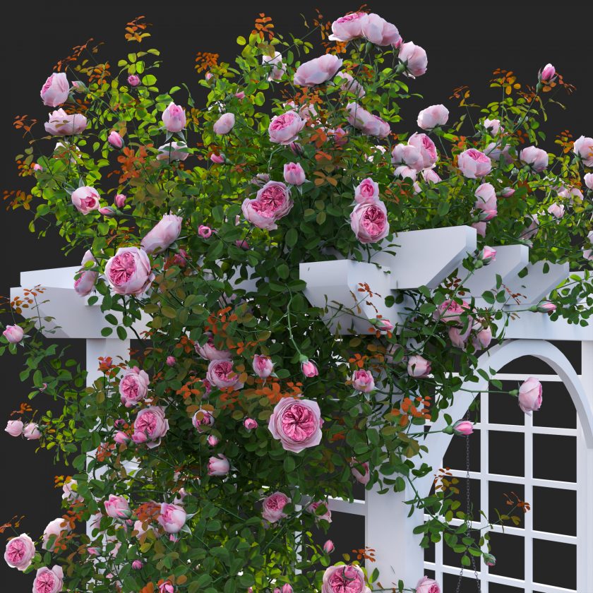 Climbing Rose - Rose Swing (3D model) - 3DTree