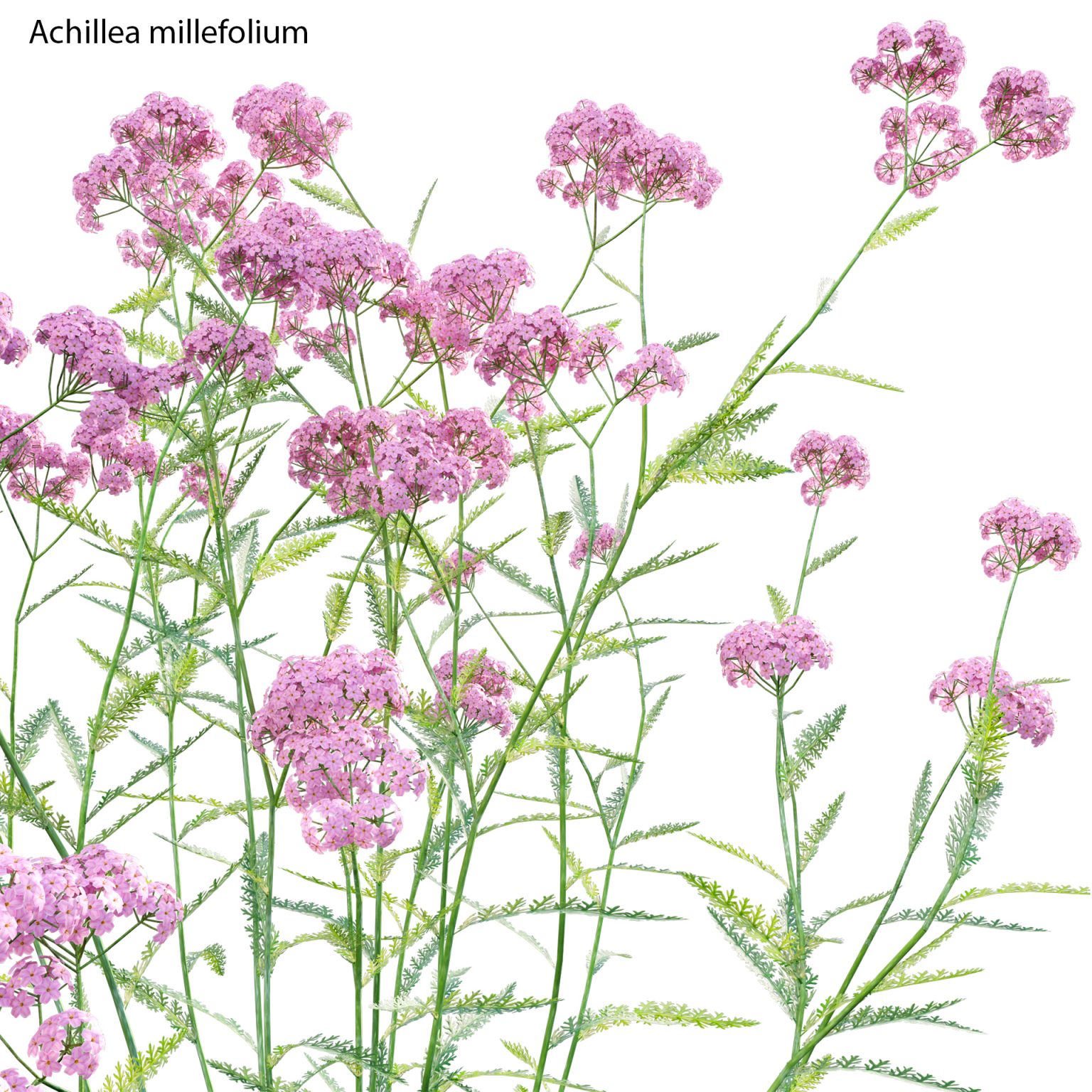 Achillea millefolium - Yarrow 01 (3D model) - 3DTree