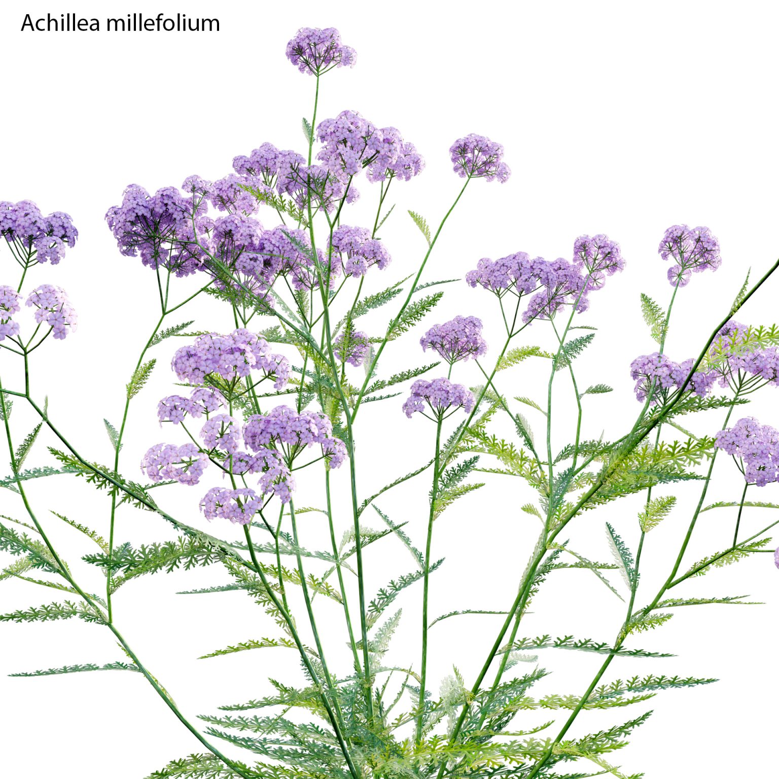 Achillea millefolium - Yarrow 02 (3D model) - 3DTree