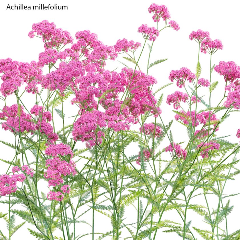 Achillea millefolium - Yarrow 02 (3D model) - 3DTree