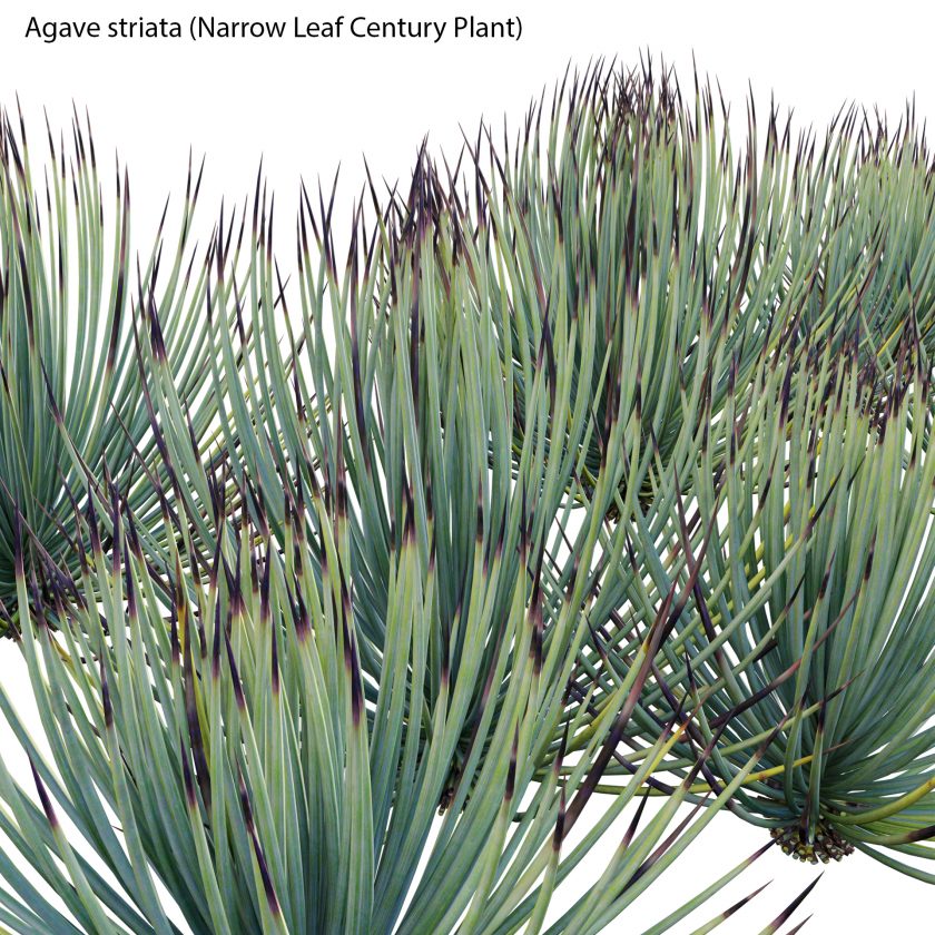 Agave striata - Narrow Leaf Century Plant (3D Model) - 3DTree