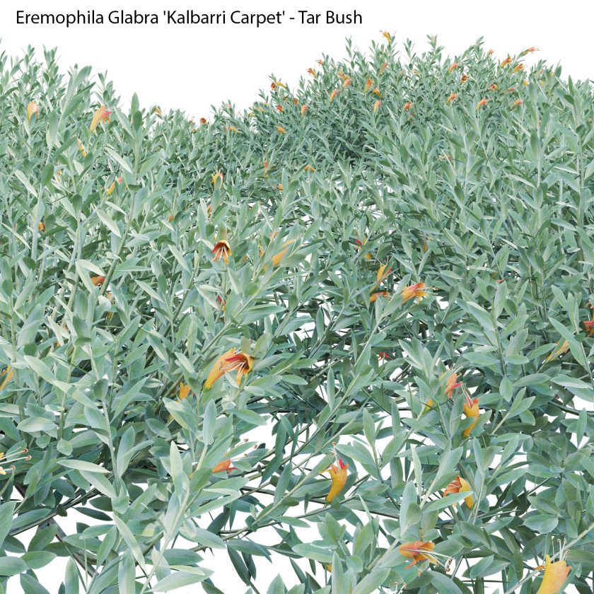 Eremophila Glabra Kalbarri Carpet - Tar Bush (3D Model) - 3DTree