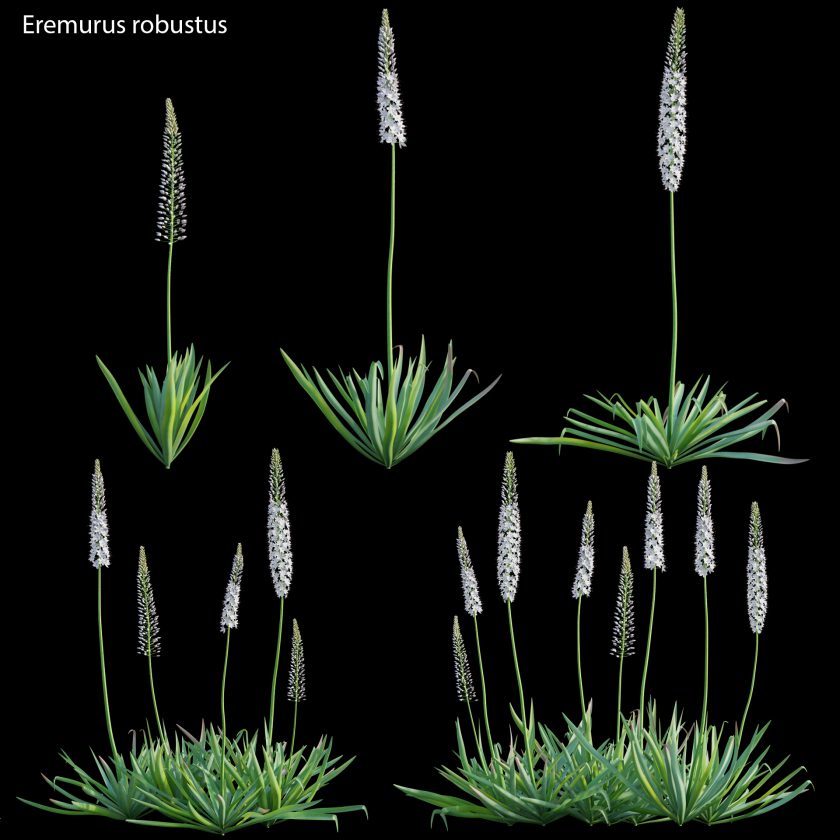 Eremurus robustus - Foxtail lily (3d model) - 3DTree