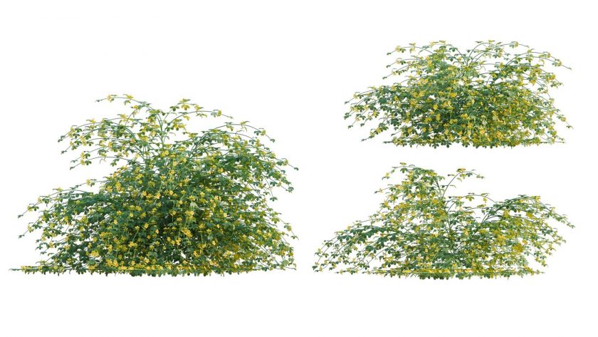 Collection 28 - Vines and Creepers (3D Model) - 3DTree