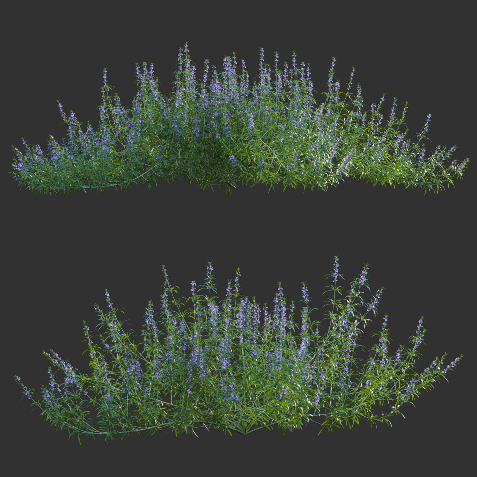 Rosmarinus - Rosemary - Romarin 02 (3d model) - 3DTree
