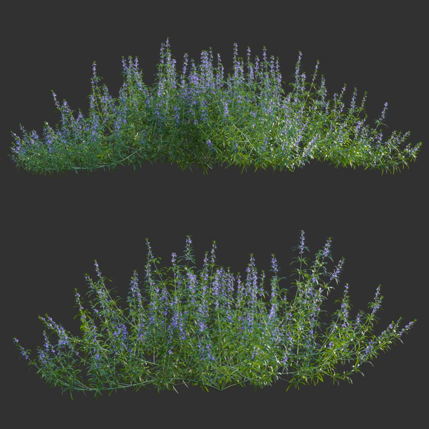 Rosmarinus - Rosemary - Romarin 02 (3d model) - 3DTree