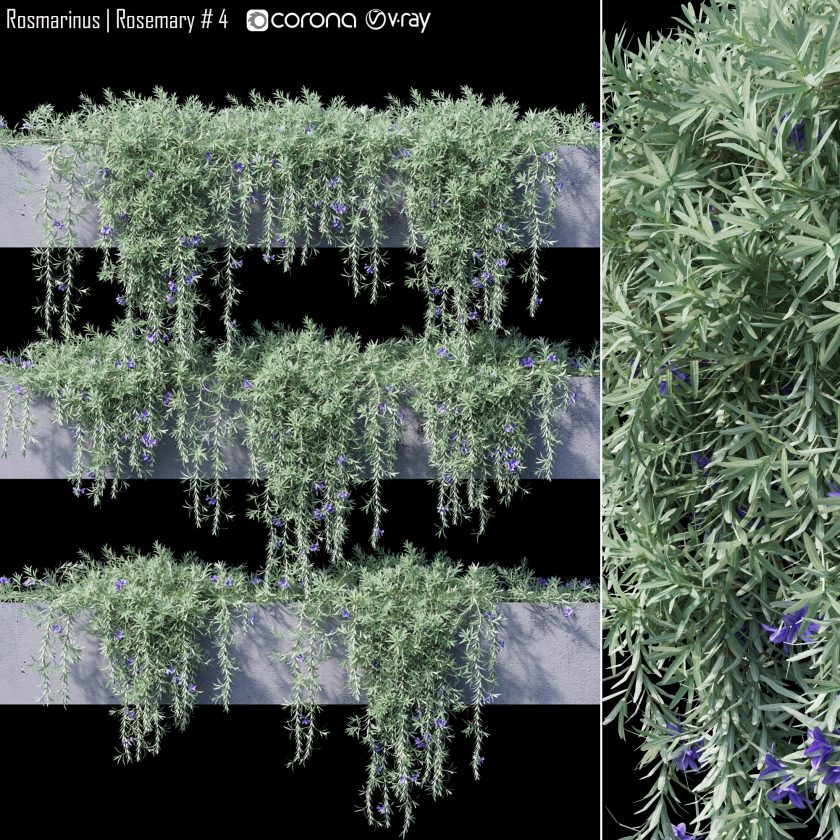 Rosmarinus – Rosemary – Romarin 04 (3d model) - 3DTree