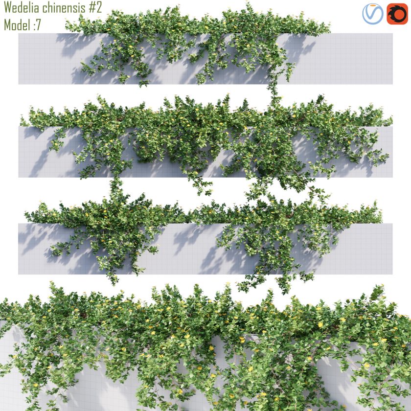 Wedelia chinensis - Sài Đất 02 (3D Model) - 3DTree