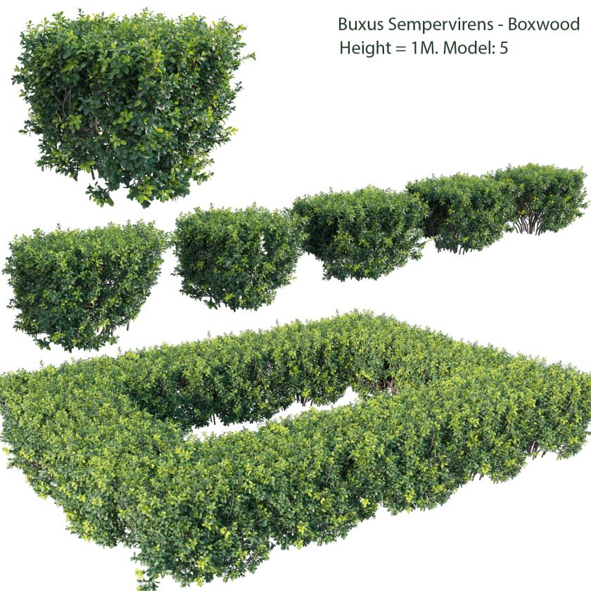 Buxus Sempervirens - Boxwood (3d model) - 3DTree