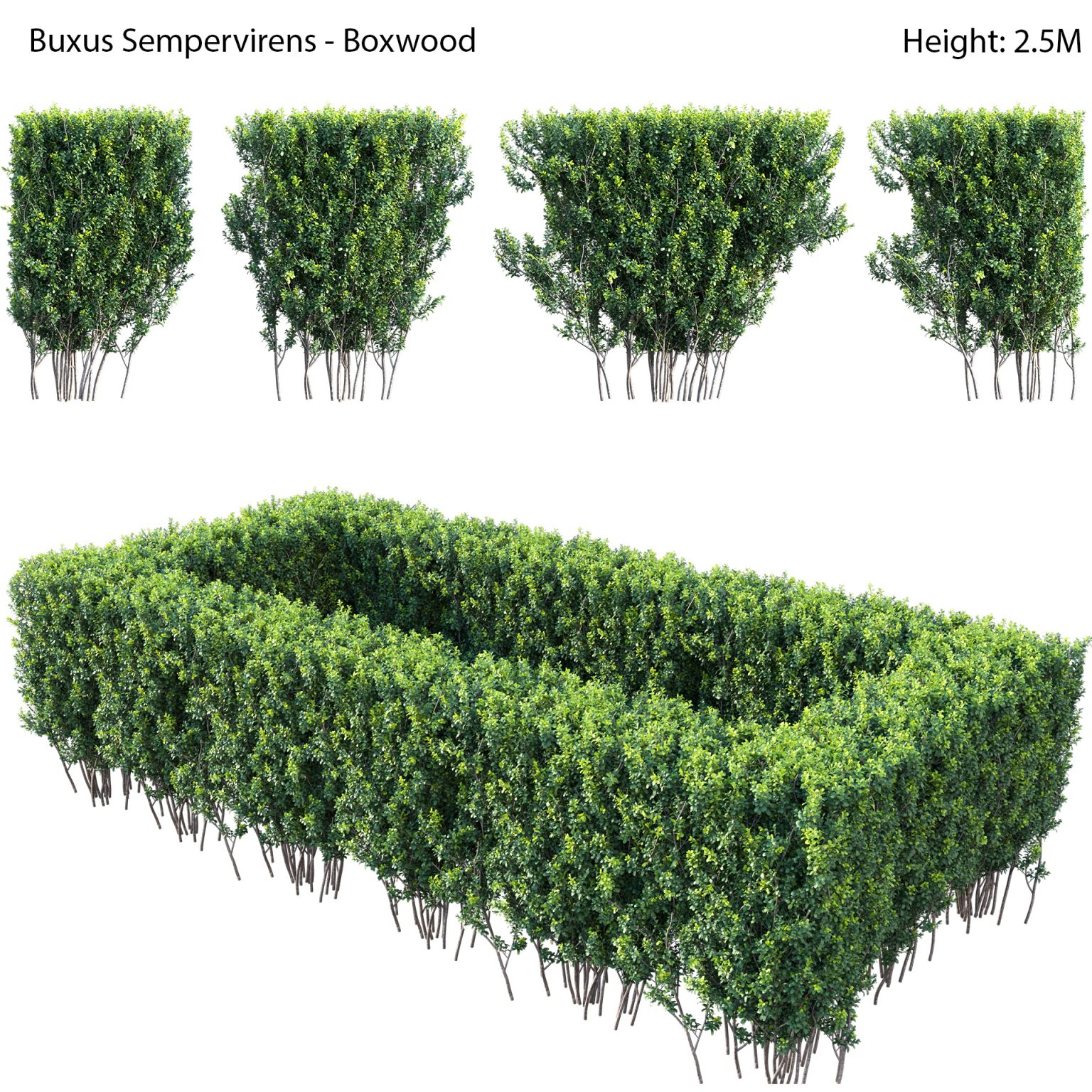 Buxus Sempervirens - Boxwood 03 (3d model) - 3DTree