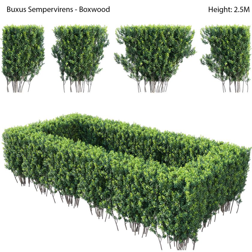 Buxus Sempervirens - Boxwood 03 (3d model) - 3DTree