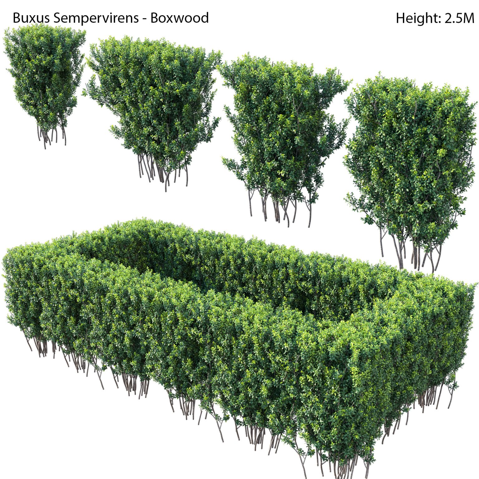Buxus Sempervirens - Boxwood 03 (3d model) - 3DTree