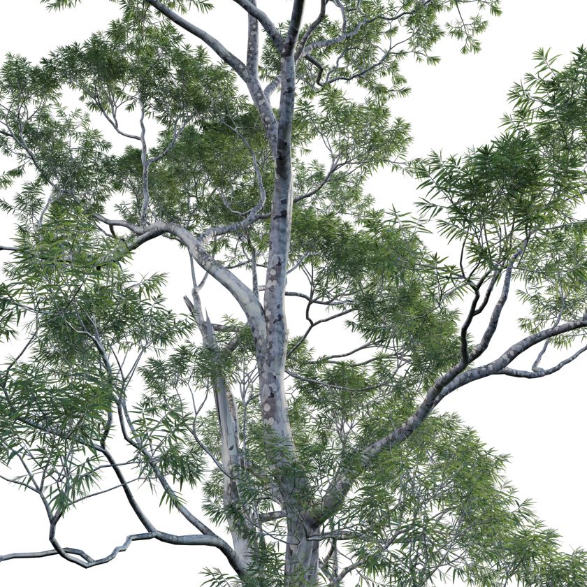 Eucalyptus saligna - Sydney Blue Gum (3D Model) - 3DTree