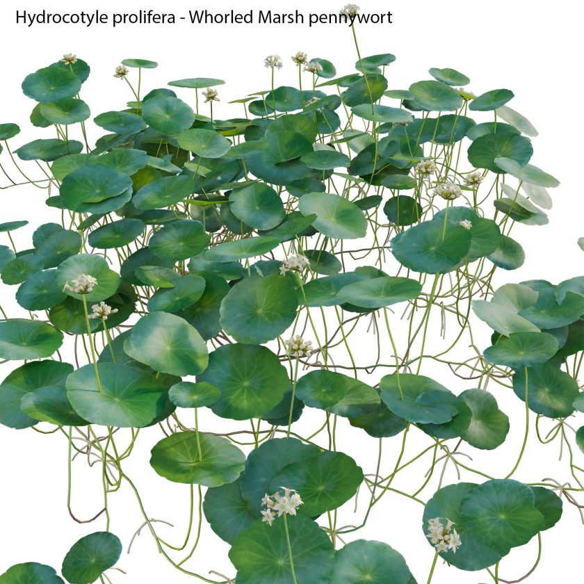 Hydrocotyle prolifera - Whorled marsh pennywort (3D Model) - 3DTree