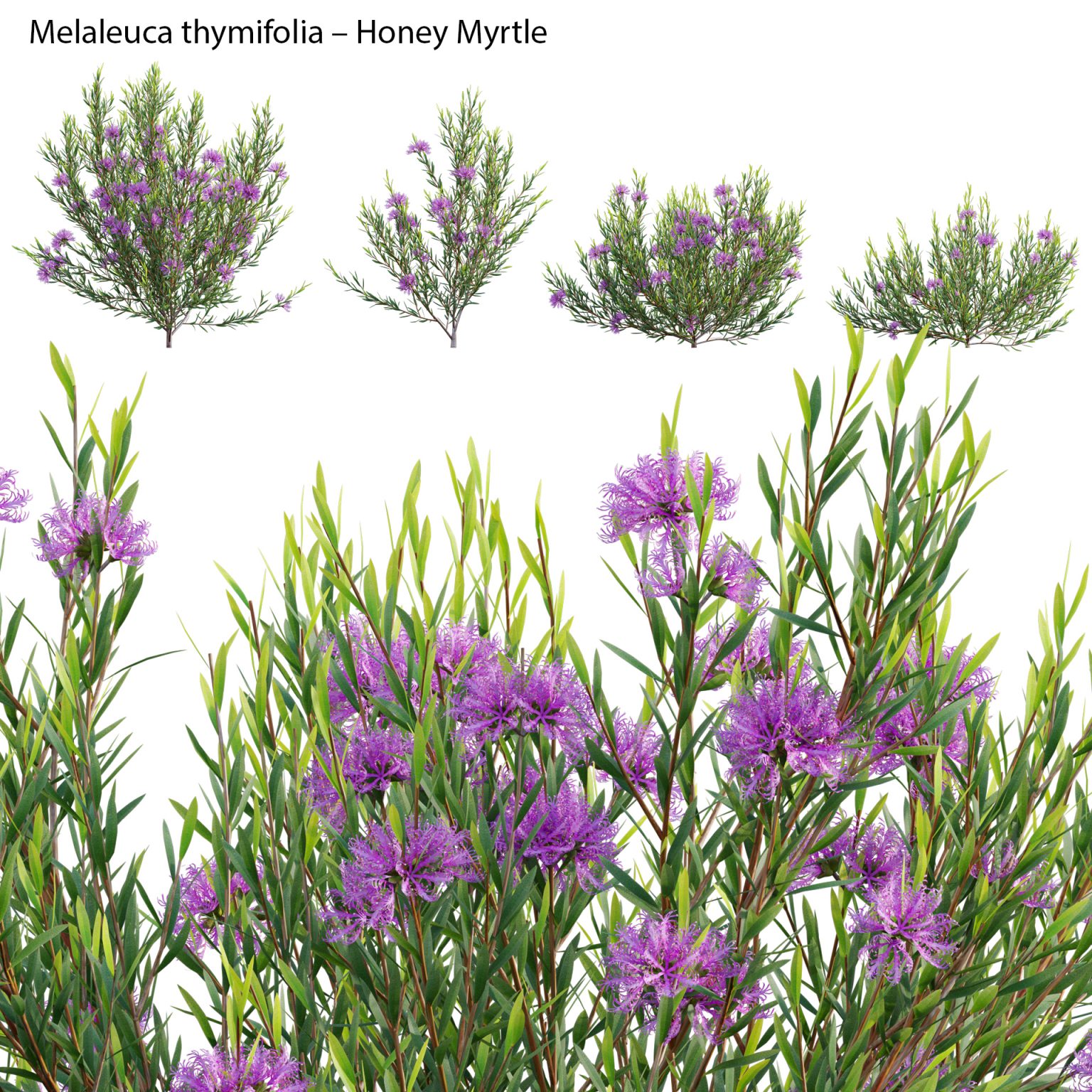 Melaleuca thymifolia - Honey Myrtle - Thyme Honey Myrtle (3D model ...