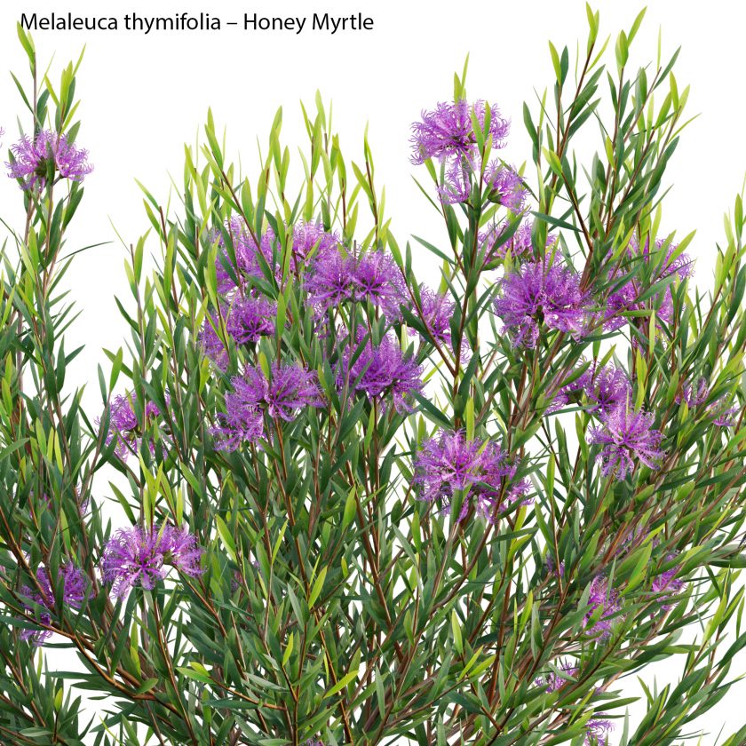 Melaleuca thymifolia - Honey Myrtle - Thyme Honey Myrtle (3D model ...