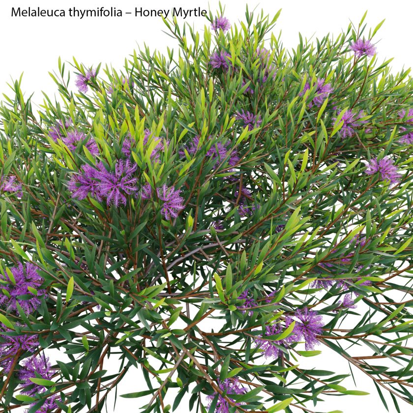 Melaleuca thymifolia - Honey Myrtle - Thyme Honey Myrtle 02 (3D model)