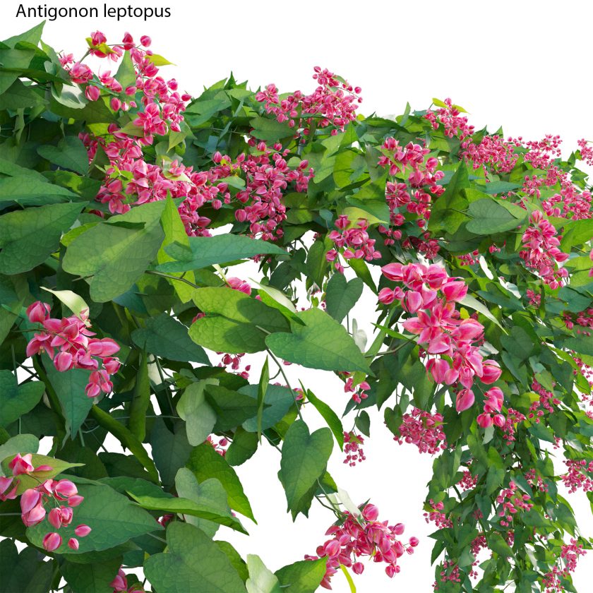 Antigonon leptopus - Coral Vine - Pink Vine (3d model) - 3DTree