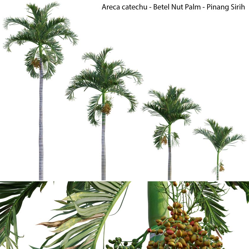 Areca catechu - Betel Nut Palm - Pinang Sirih (3D Model) - 3DTree