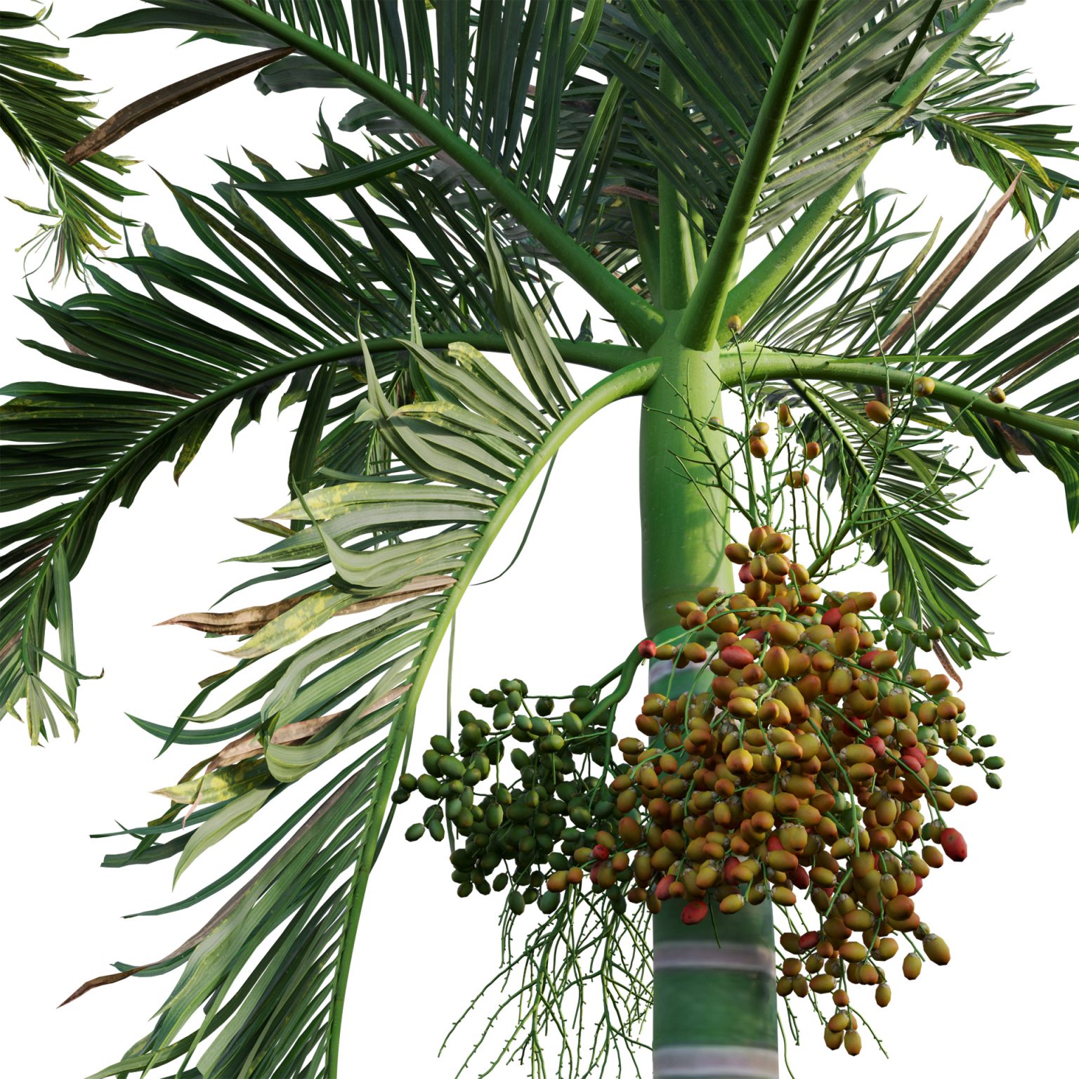 Areca catechu - Betel Nut Palm - Pinang Sirih (3D Model) - 3DTree
