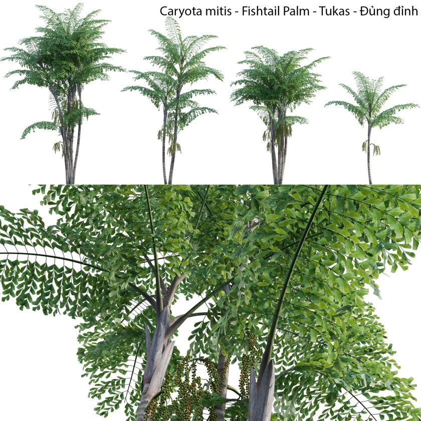 Caryota mitis - Fishtail Palm - Tukas (3D model) - 3DTree