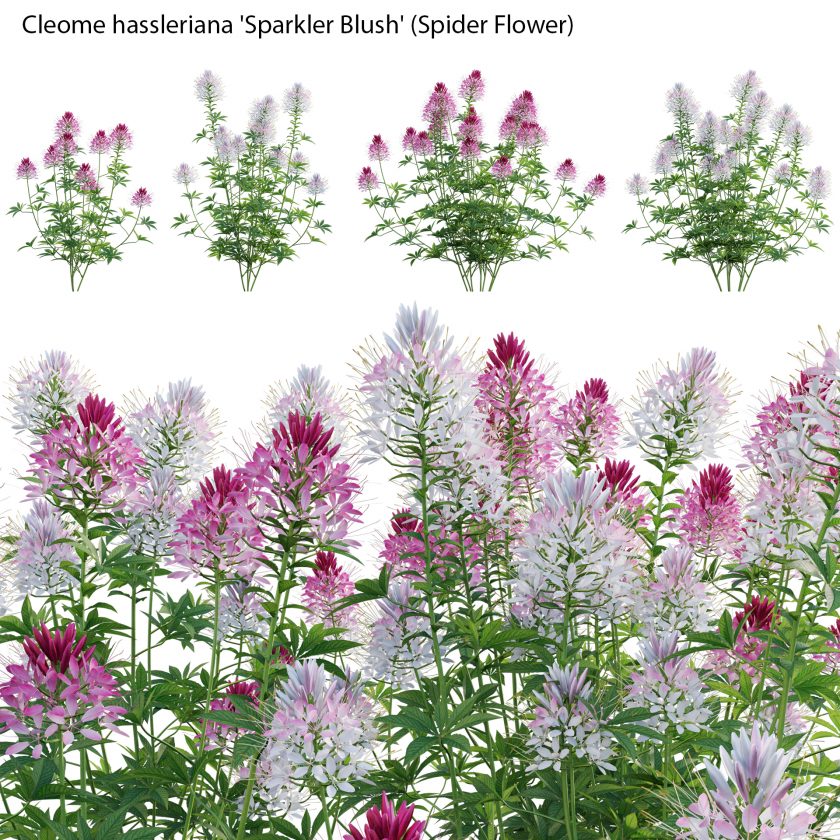 Cleome hassleriana Sparkler Blush - Spider Flower (3D Model) - 3DTree